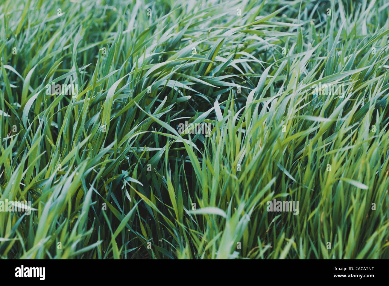 natural background. wheat field in early spring. first shoots winter ...