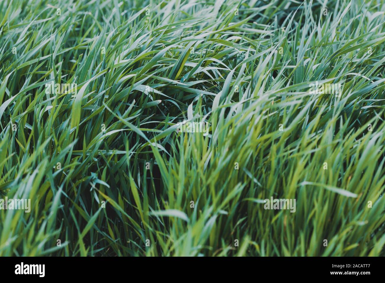 natural background. wheat field in early spring. first shoots winter ...