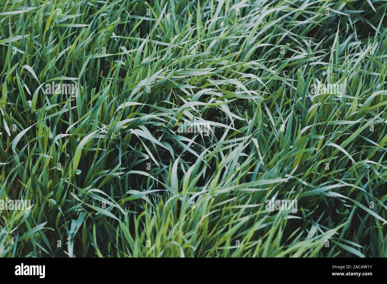natural background. wheat field in early spring. first shoots winter ...