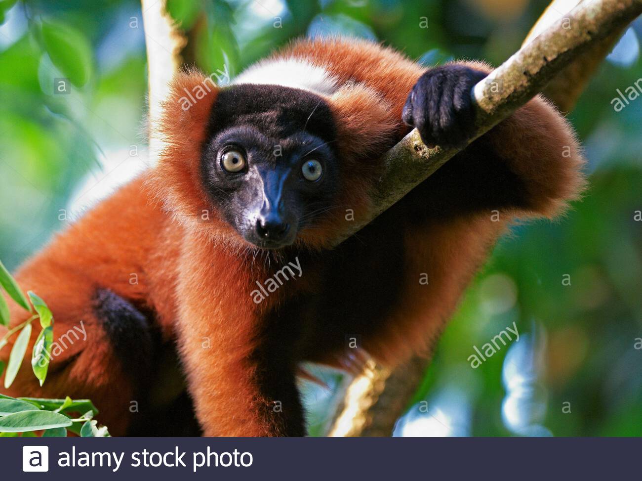 Strepsirhini Stock Photos & Strepsirhini Stock Images - Alamy