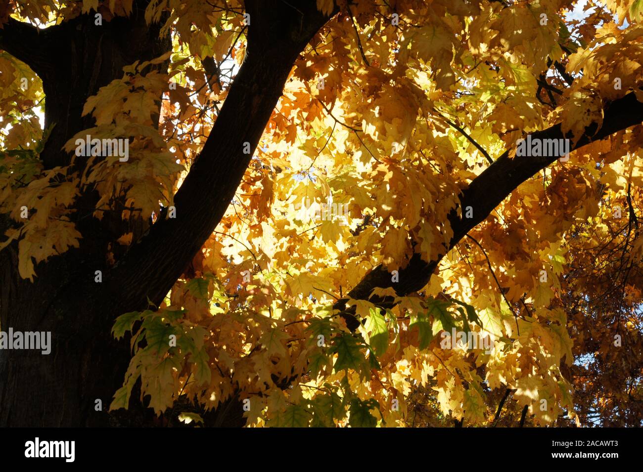 Quercus rubra, American red oak, northern red oak, autumn colours Stock ...