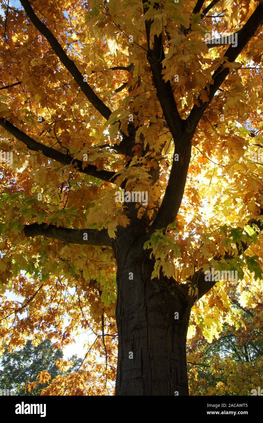 Northern red oak hi-res stock photography and images - Alamy