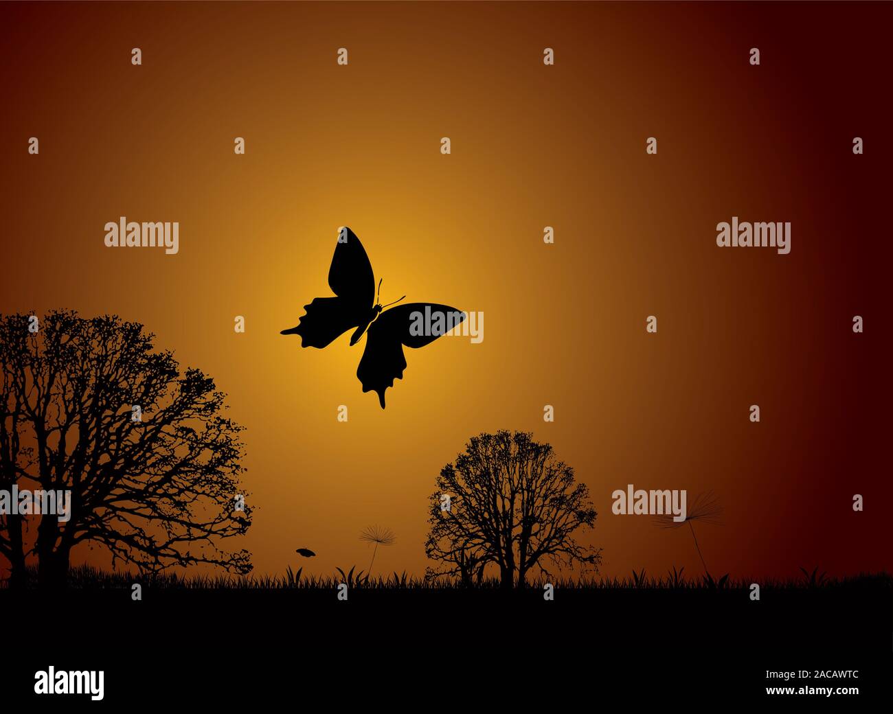 Sunset nature butterfly Stock Photo - Alamy