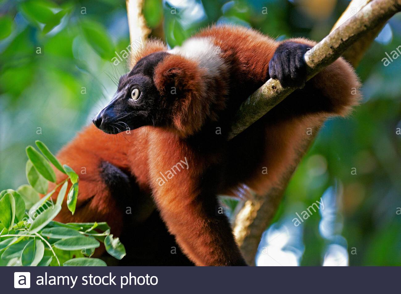 Strepsirhini Stock Photos & Strepsirhini Stock Images - Alamy