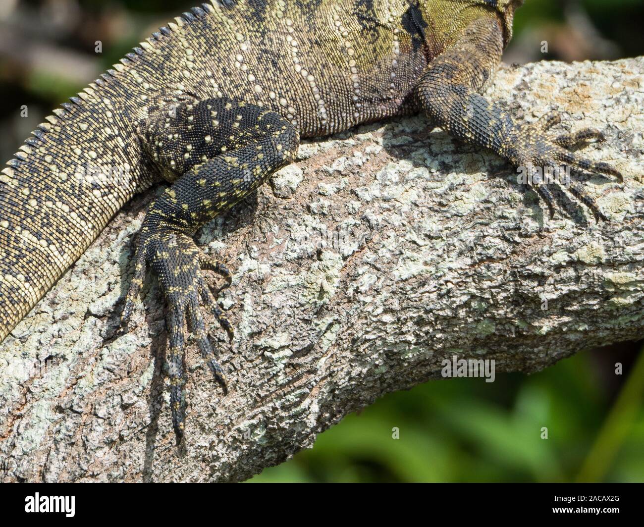 Dragon foot claws hi-res stock photography and images - Alamy