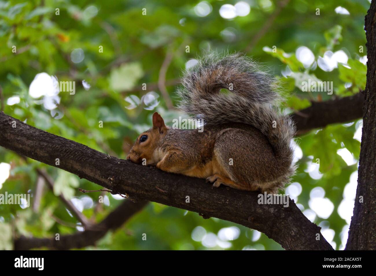 Squirrel on tree Stock Photo - Alamy
