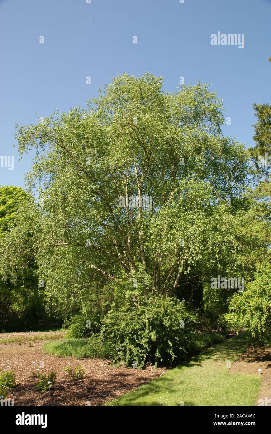 Betula utilis, Himalaya Birke, himalayan birch Stock Photo - Alamy