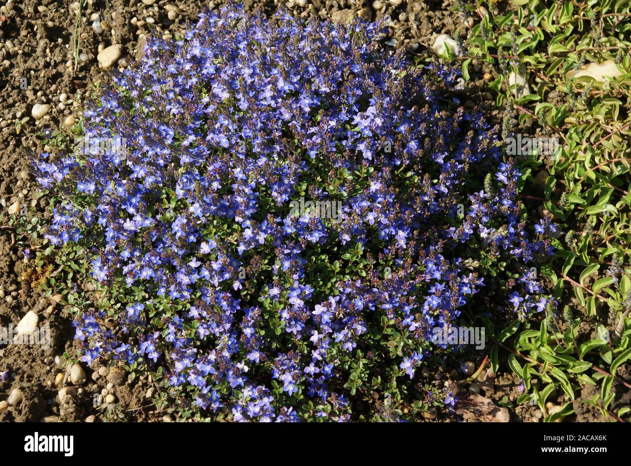 Veronica speedwell hi-res stock photography and images - Alamy