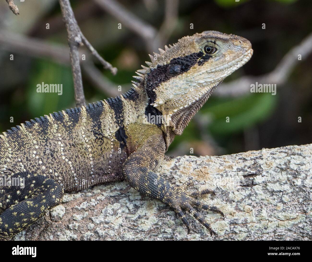 Striped lizards tree hi-res stock photography and images - Alamy