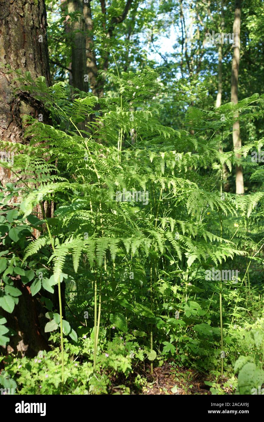 Eagle fern pteridium aquilinum hi-res stock photography and images - Alamy