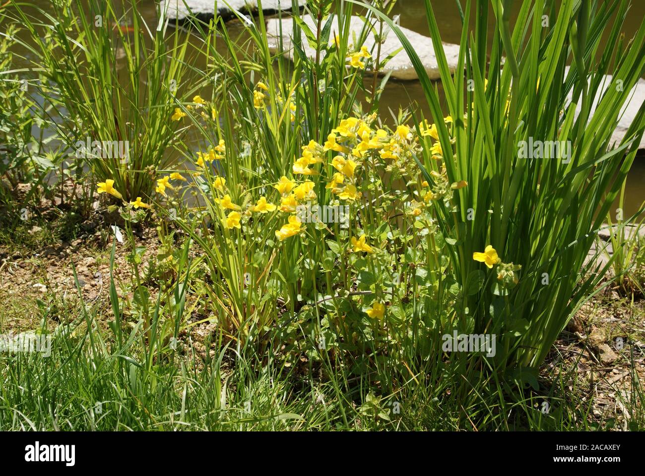 Mimulus flowers hi-res stock photography and images - Alamy