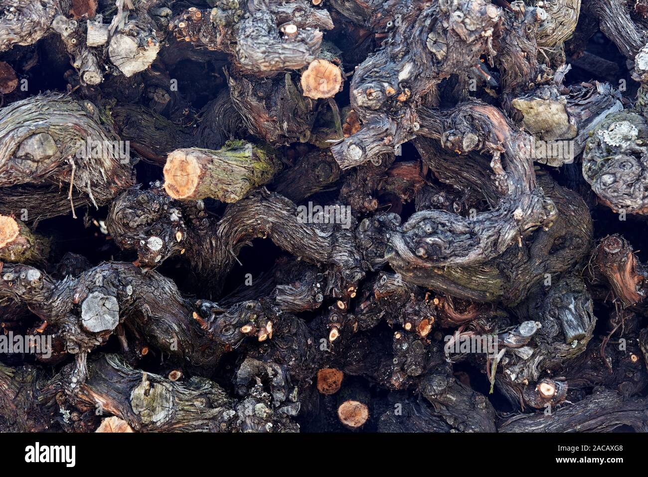 Vine roots hi-res stock photography and images - Alamy