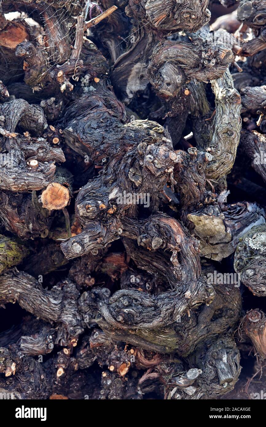 Old roots of a vine Stock Photo - Alamy