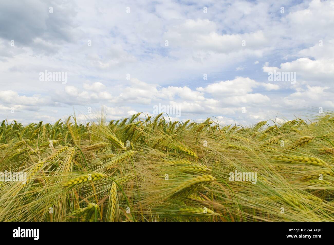Magnificent rye field Stock Photo - Alamy