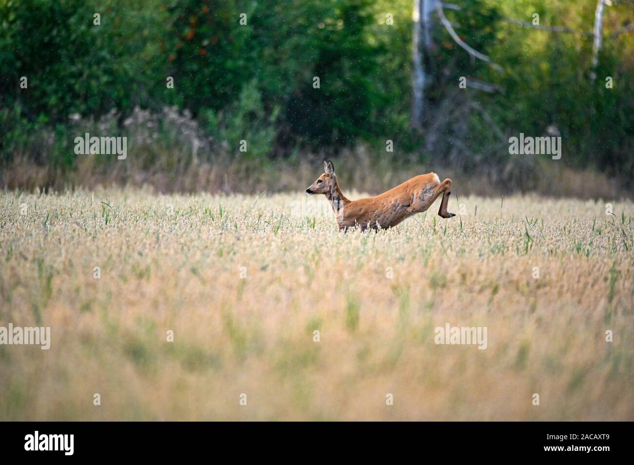Jumping through crop hi-res stock photography and images - Alamy