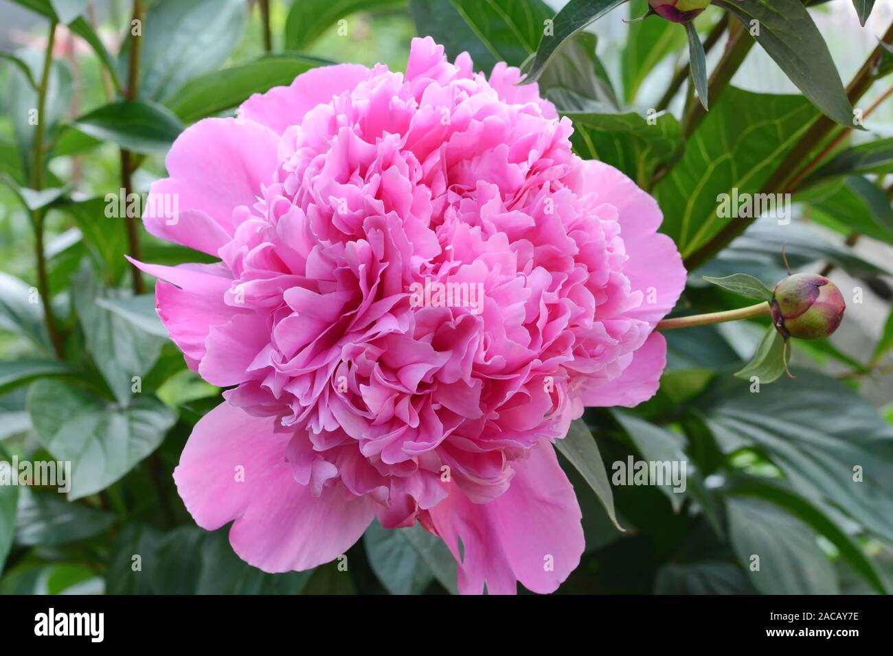 peony flower in the garden Stock Photo - Alamy