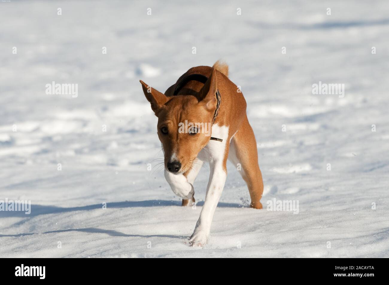 Basenji, African Bush Dog or Congo Dog Stock Photo - Alamy