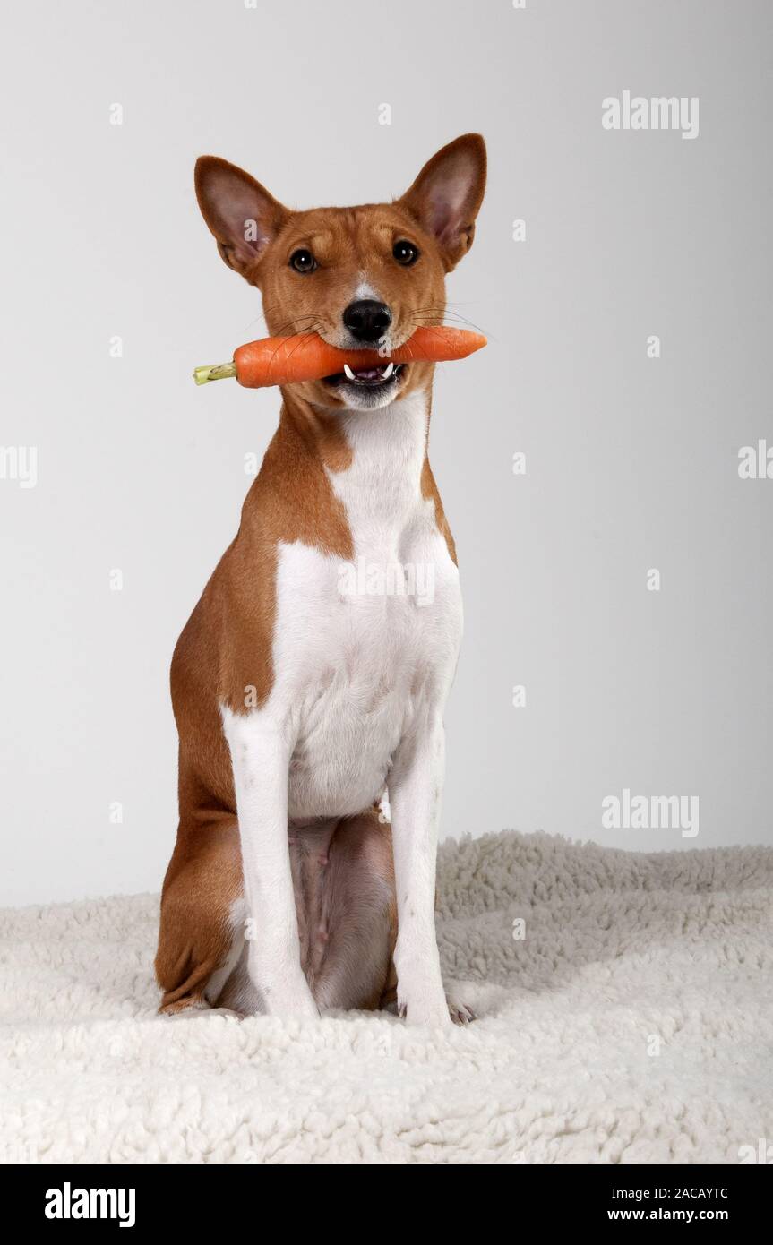 Basenji, African Bush Dog or Congo Dog Stock Photo - Alamy