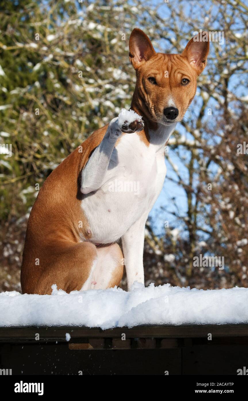 Basenji, African Bush Dog or Congo Dog Stock Photo - Alamy