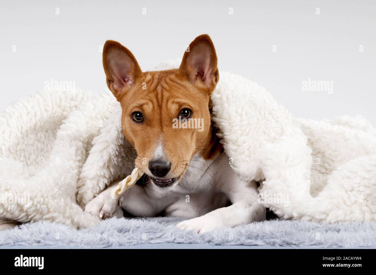 Basenji, African Bush Dog or Congo Dog Stock Photo - Alamy