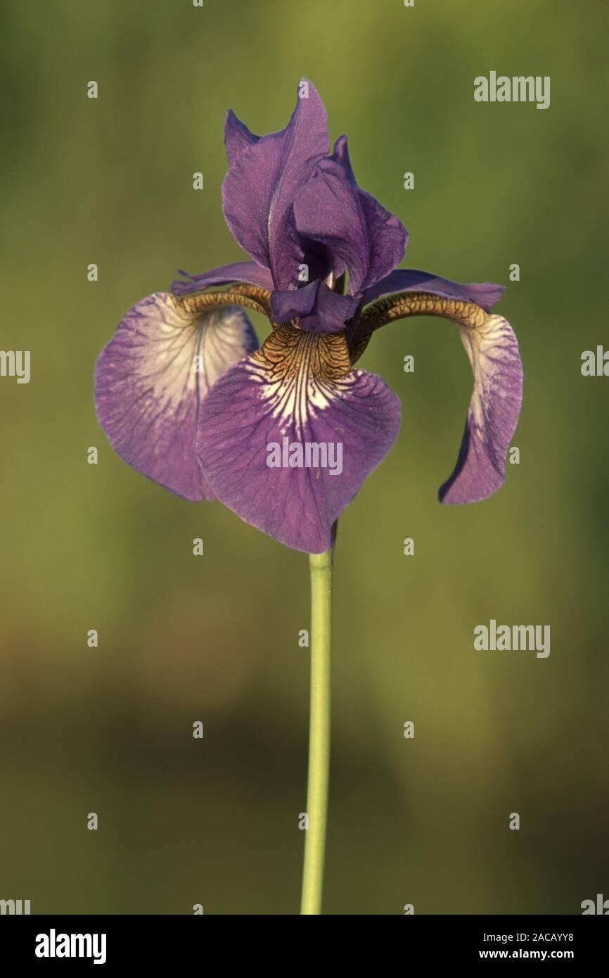 Siberian iris [Iris sibirica] Stock Photo - Alamy
