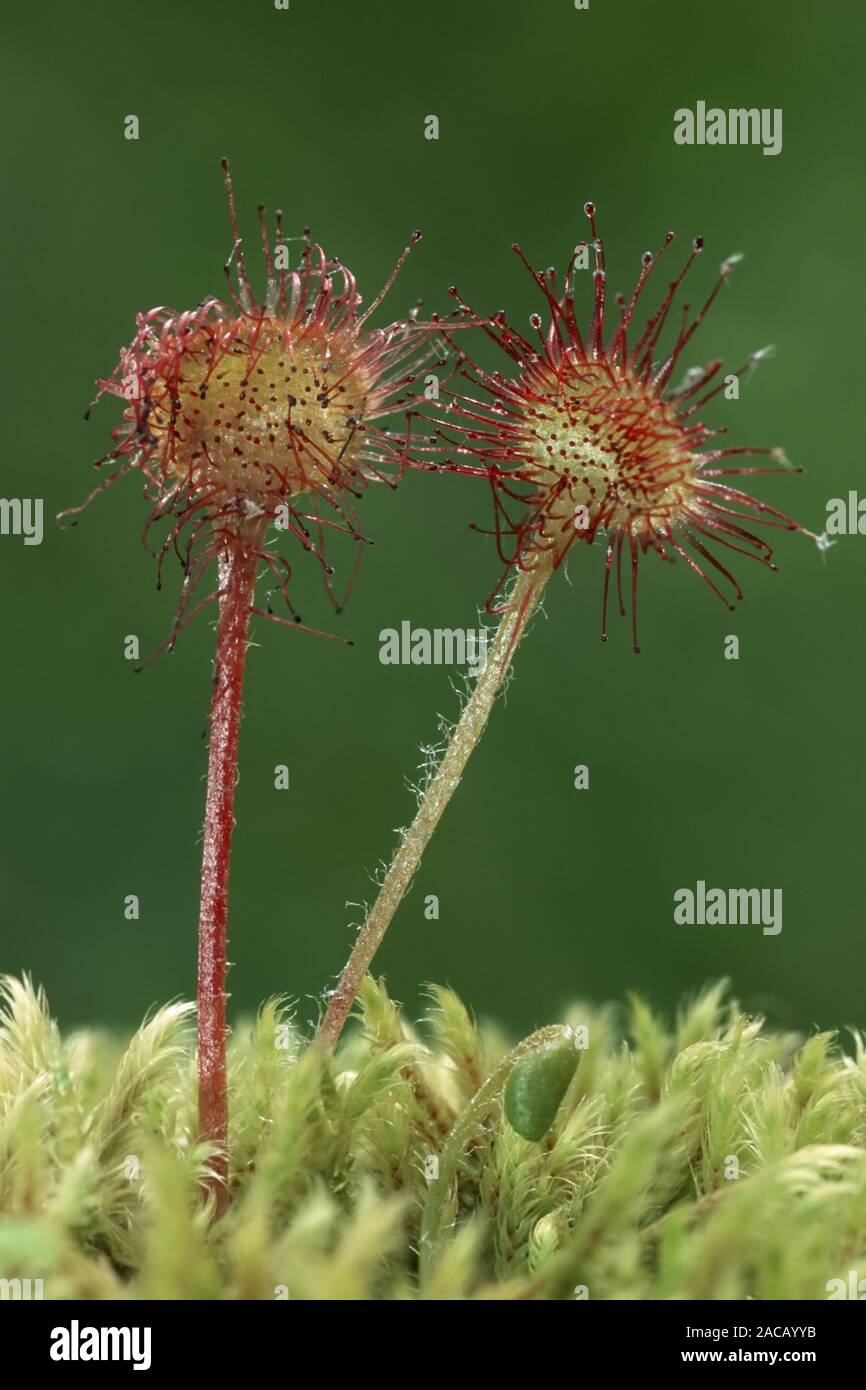 Sundew Rotundifolia High Resolution Stock Photography and Images - Alamy
