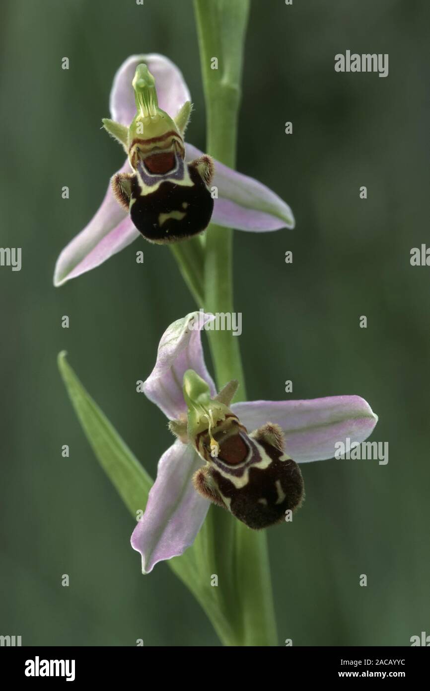 Bee orchid [Ophrys apifera] Stock Photo - Alamy