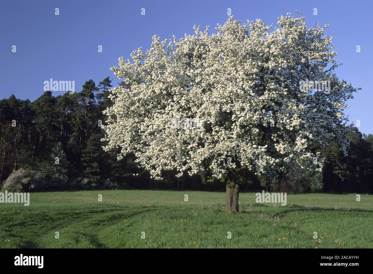Blooming pear tree Stock Photo - Alamy