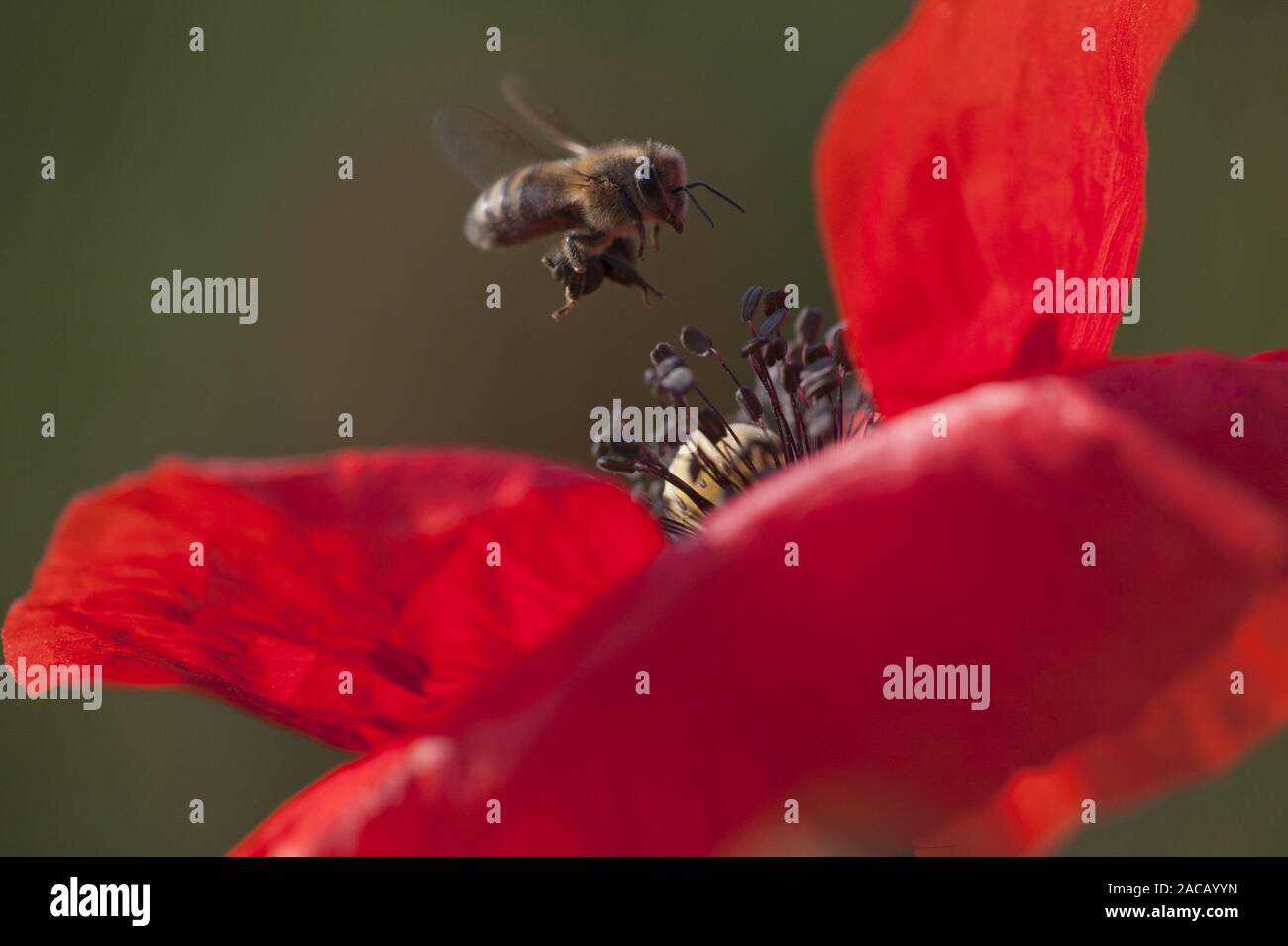 Honey bee over poppy / Bee over Poppy / Apis mellifera Stock Photo - Alamy