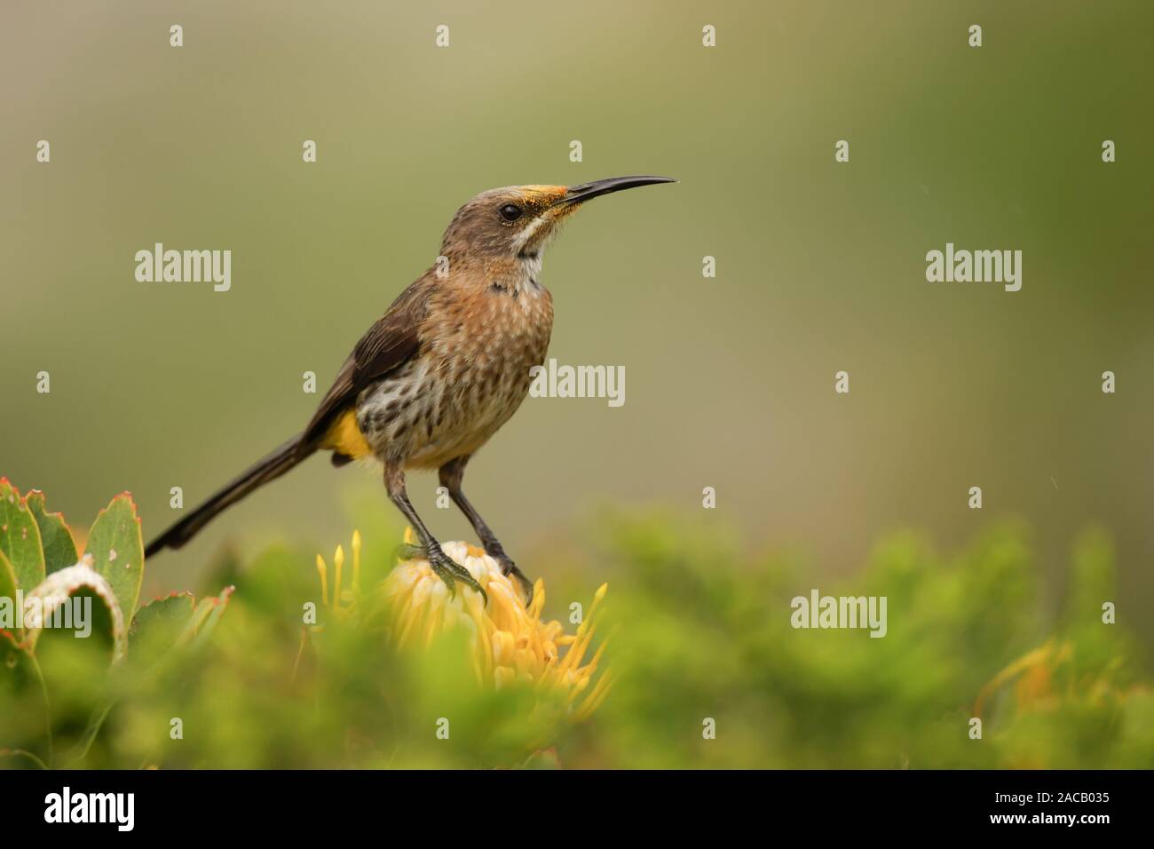 South African Sugarbird High Resolution Stock Photography and Images ...