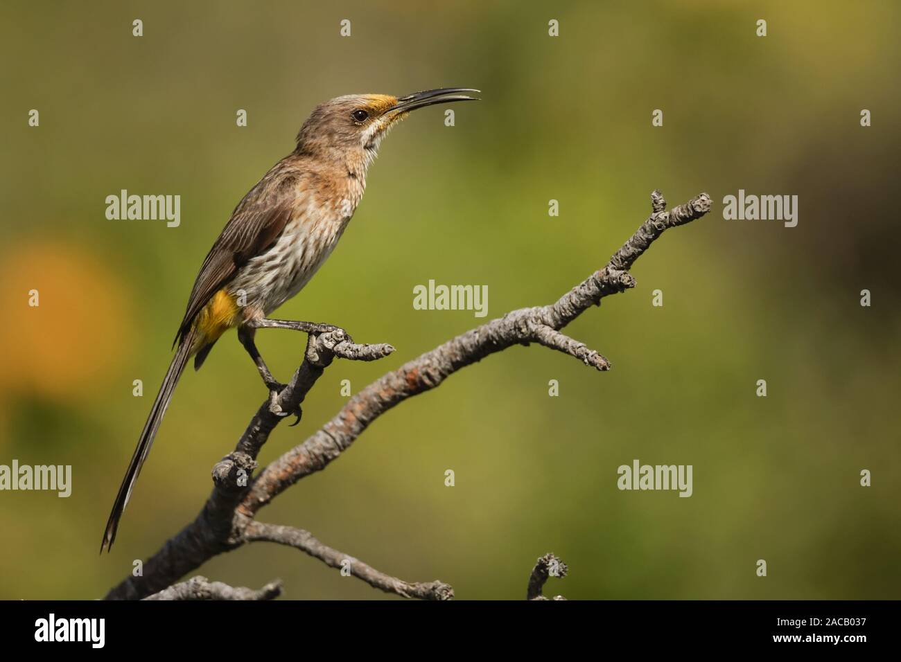 South african sugarbird hi-res stock photography and images - Alamy