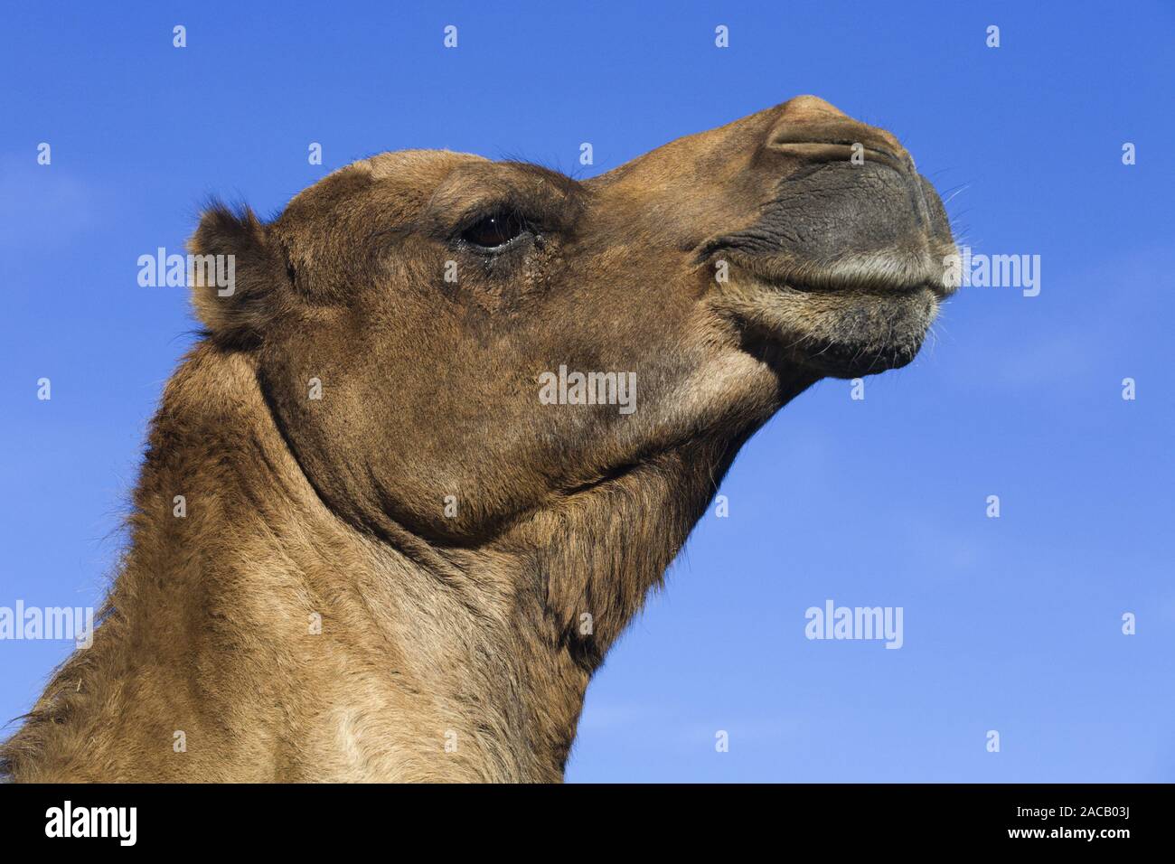 Camelus dromedarius hi-res stock photography and images - Alamy