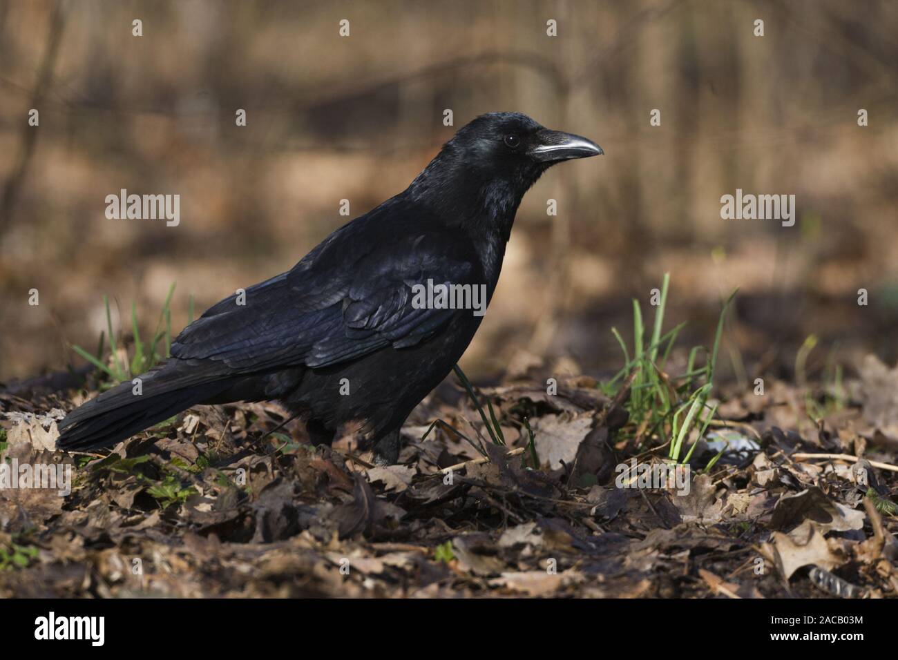 Carrion crow, Germany Stock Photo - Alamy
