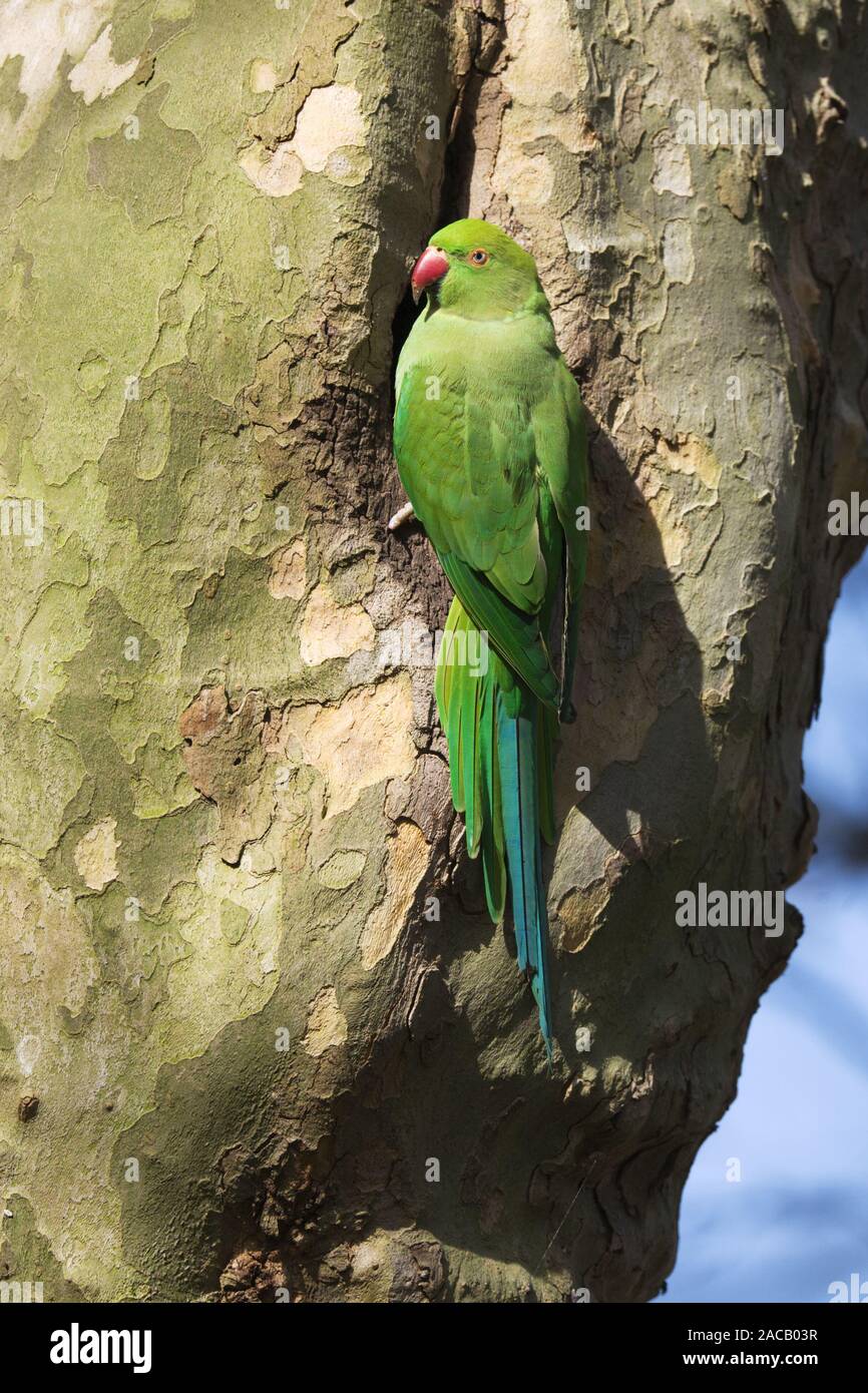Collared Parakeet, (Psittacula Krameri), Germany Stock Photo - Alamy