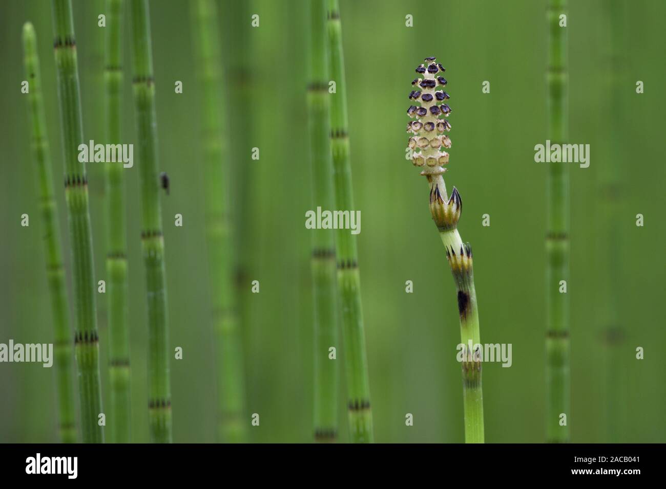 Fluviatile High Resolution Stock Photography and Images - Alamy
