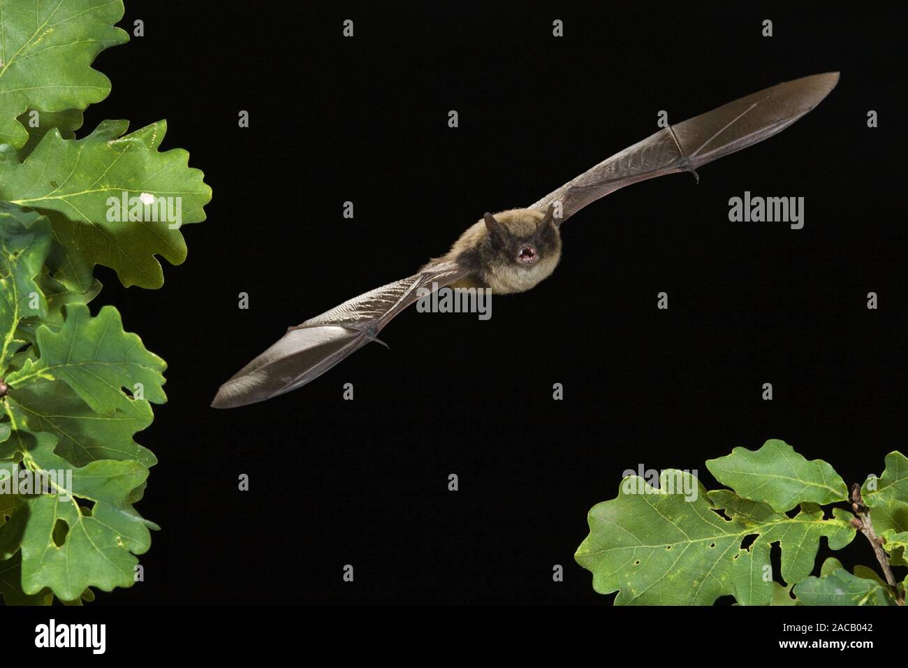 Small bearded bat, (Myotis mystacinus), Whiskered Bat Stock Photo - Alamy