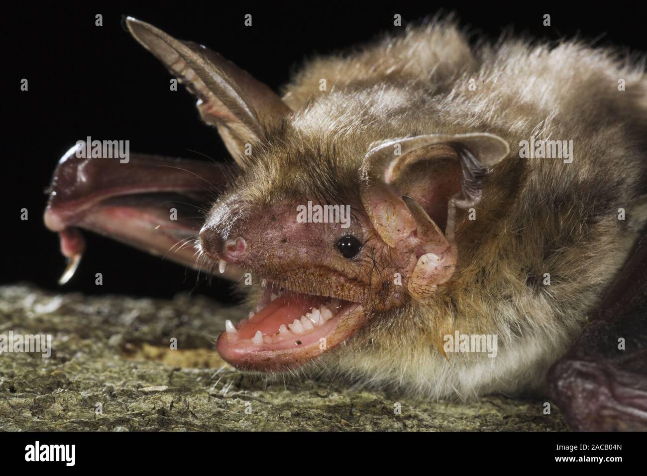 Greater Mouse-eared Bat, Myotis myotis, Germany Stock Photo - Alamy