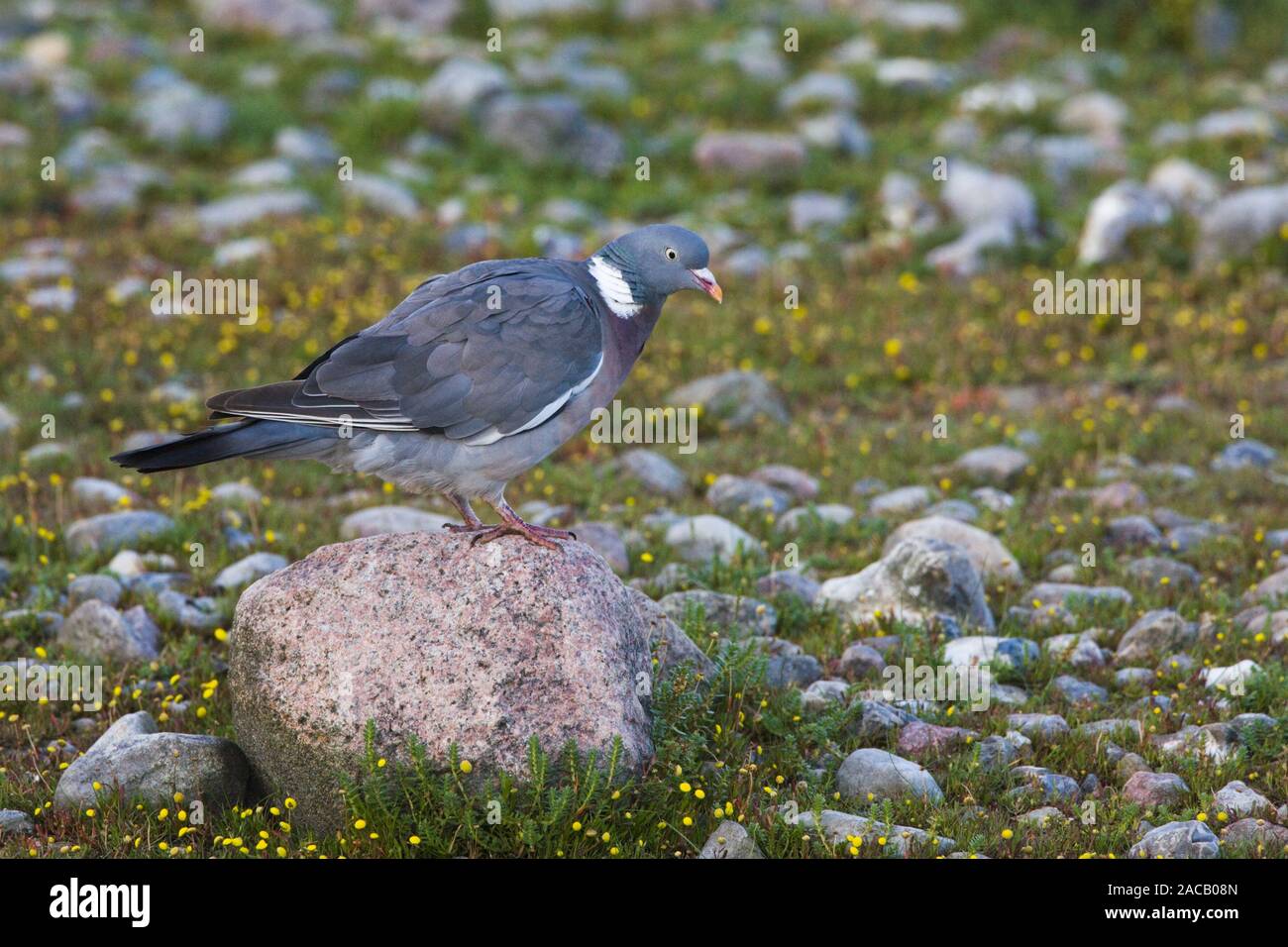 Cushat, Columba palumbus, Germany Stock Photo - Alamy
