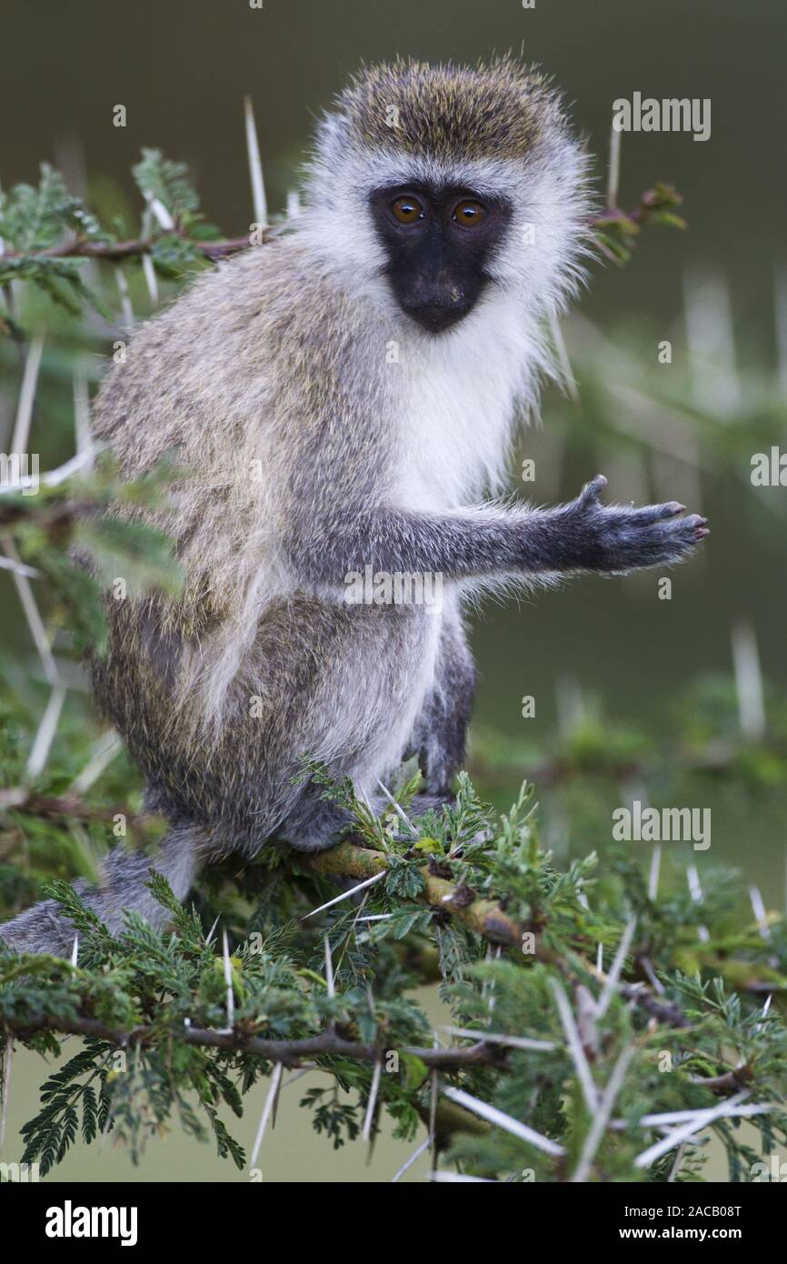 Green Monkey, (Cercopithecus aethiops), Vervet Monkey Stock Photo - Alamy