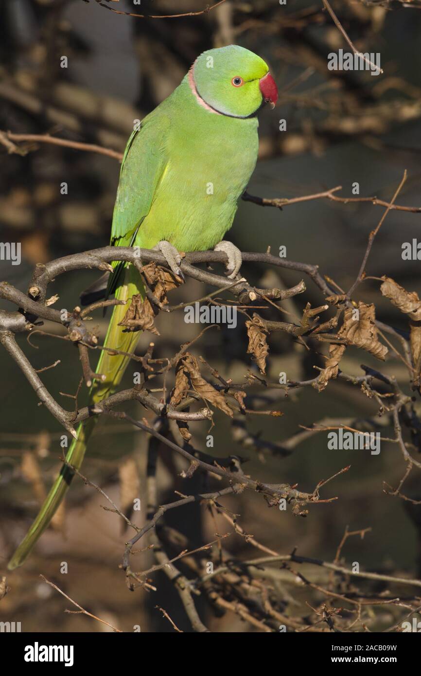 Parakeet ring hi-res stock photography and images - Alamy