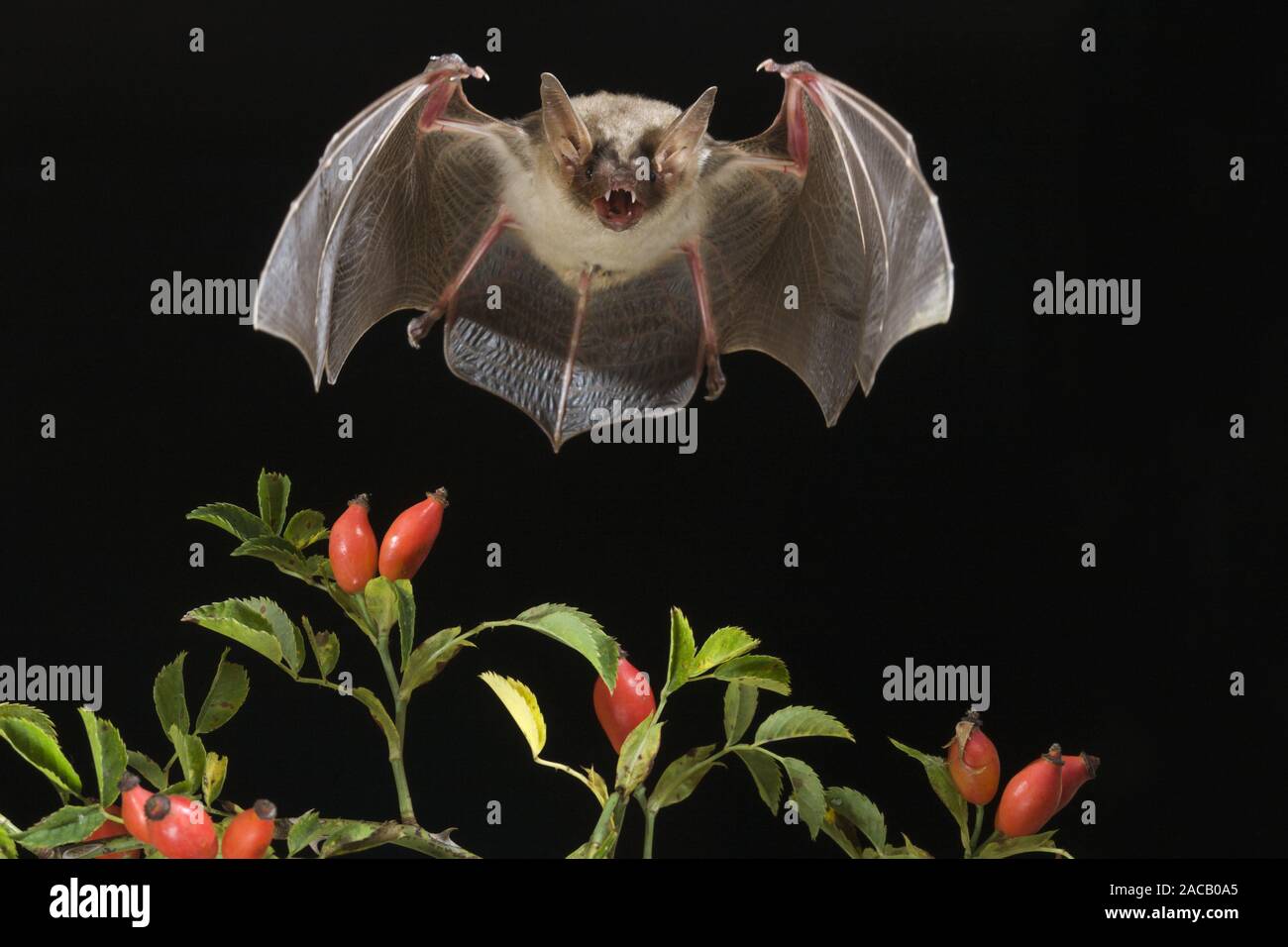 Big eared bat hi-res stock photography and images - Alamy