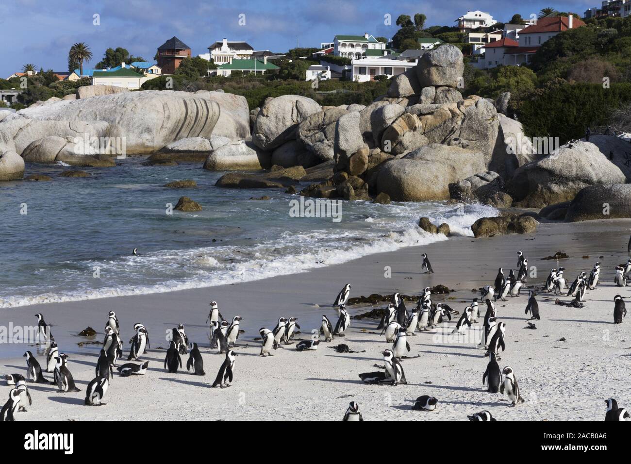 Banded penguins hi-res stock photography and images - Alamy