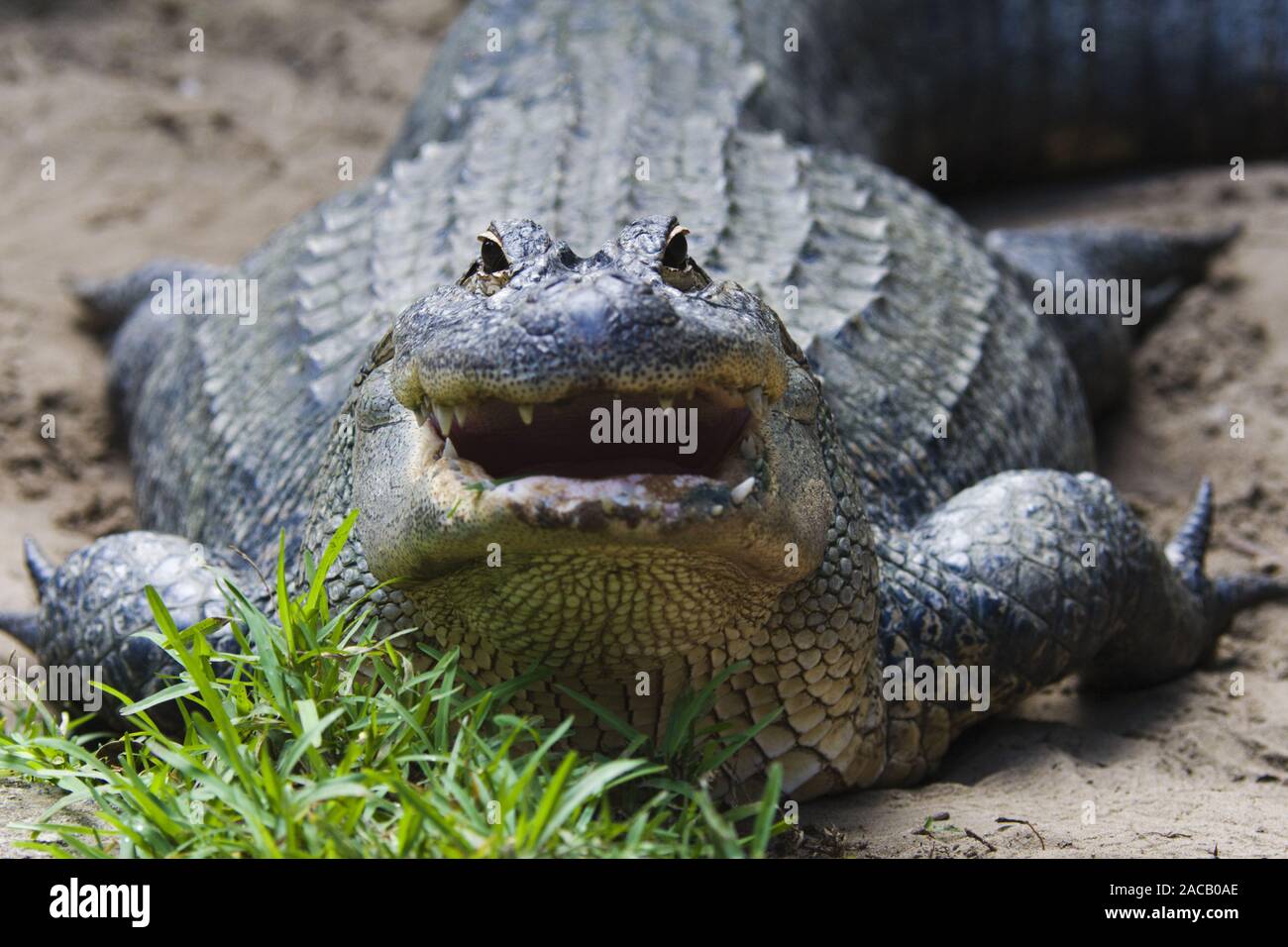 Alligator, (Alligator mississippiensis), Alligator Stock Photo - Alamy