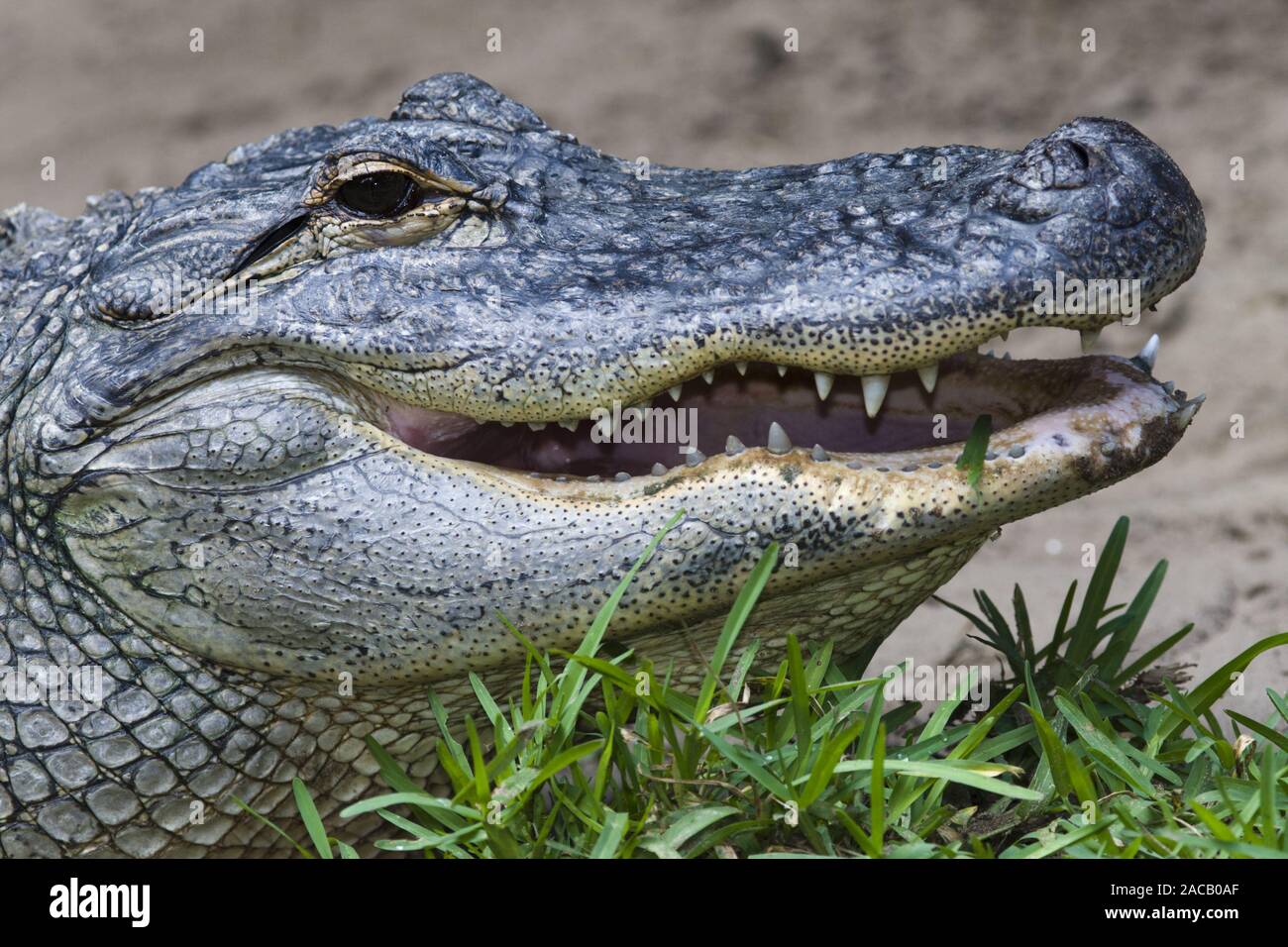 Alligator, (Alligator mississippiensis), Alligator Stock Photo - Alamy