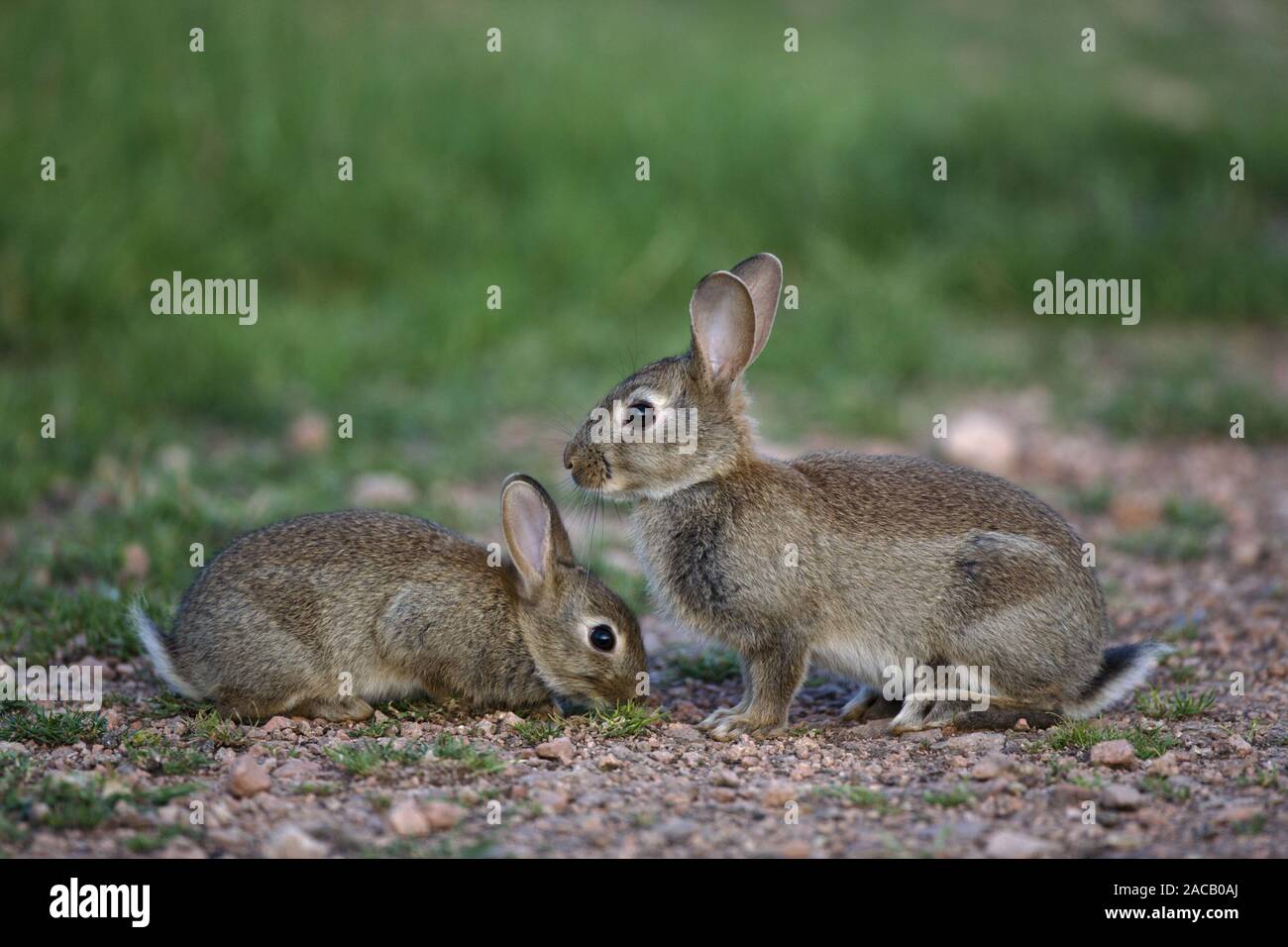 Wild rabbits, young animals, (Oryctolagus cuniculus), Germany Stock ...