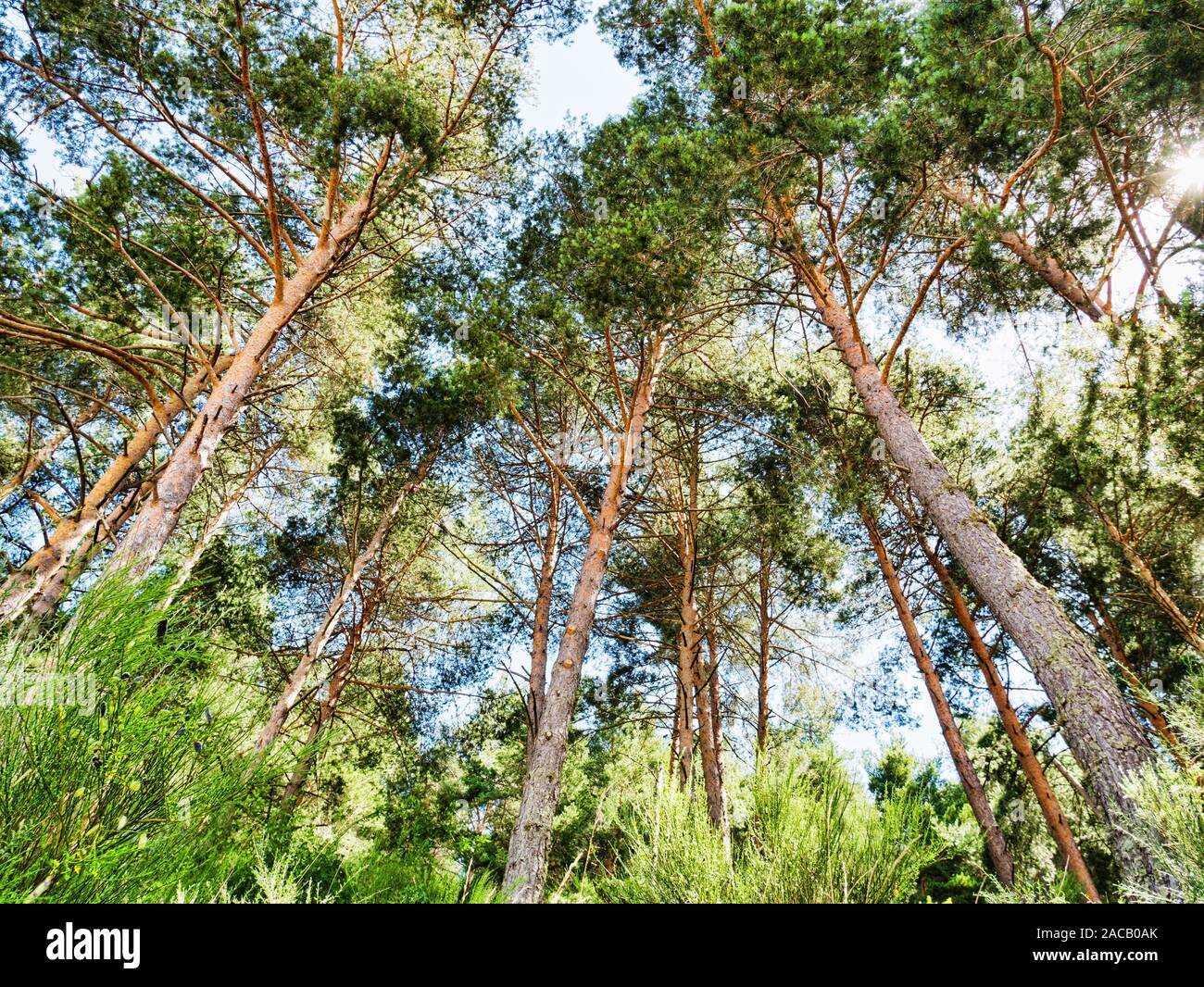 Green pine forest background in sunny day Stock Photo - Alamy
