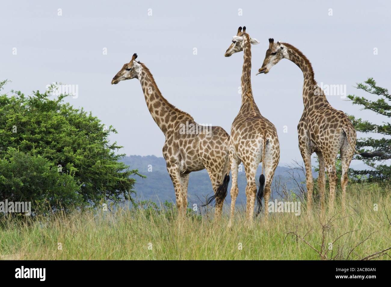 Three Young Giraffes, South Africa, Cape Giraffe Stock Photo - Alamy