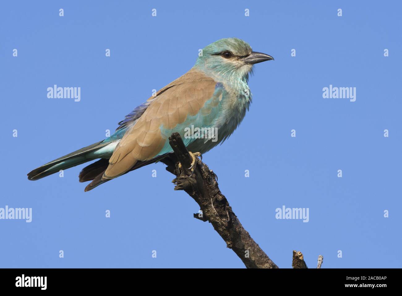 European rollers hi-res stock photography and images - Alamy