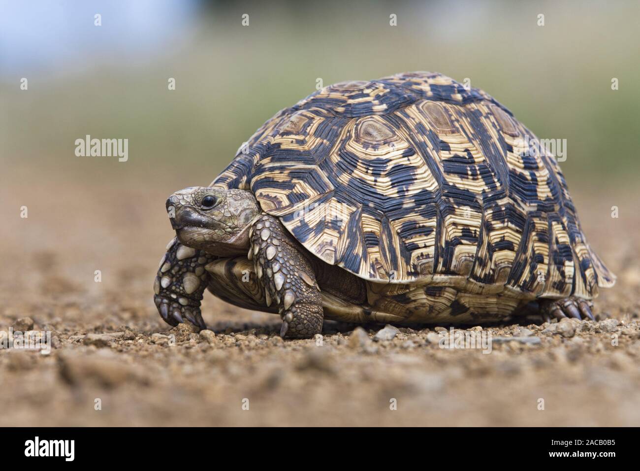 Geochelone pardalis, Leopard Tortoise Stock Photo - Alamy