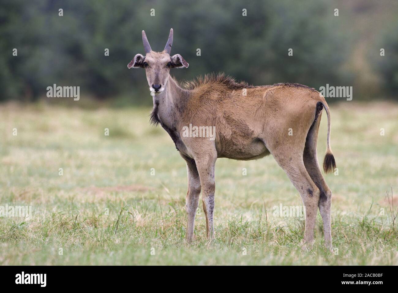 Female oryx hi-res stock photography and images - Alamy